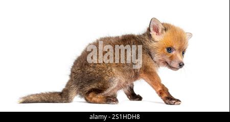 Rear view of a Sitting five weeks old Red fox cub, isolated on white ...