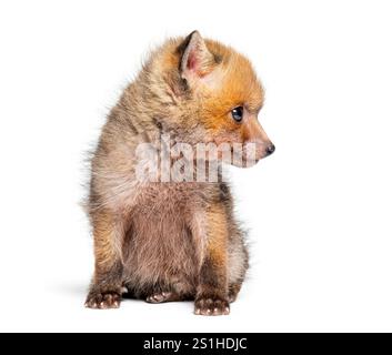Sitting five weeks old Red fox cub looking at the camera, isolated on ...