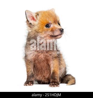 Sitting five weeks old Red fox cub looking up, isolated on white Stock ...