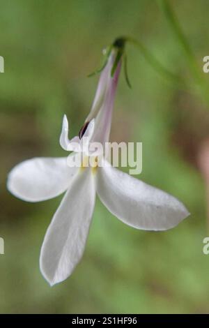 Wing White Lobelia (Lobelia pteropoda Stock Photo - Alamy
