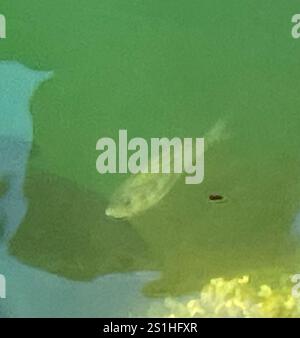 Shiner Surfperch (Cymatogaster aggregata Stock Photo - Alamy