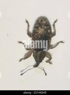 Willow Weevils (Dorytomus Stock Photo - Alamy