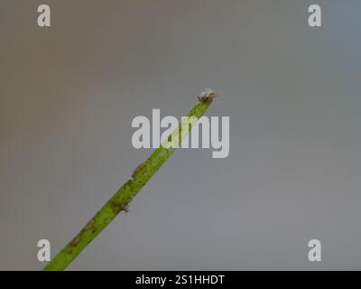 Narrowleaf Seagrass (Halodule uninervis Stock Photo - Alamy