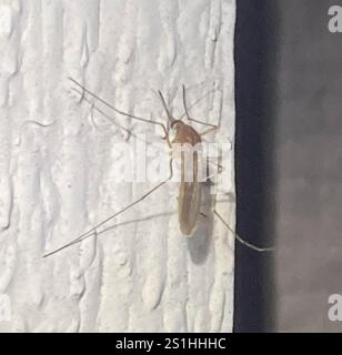 Culicine Mosquitoes (Culicinae Stock Photo - Alamy
