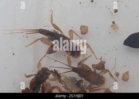 Little stout crawler mayflies (Tricorythidae Stock Photo - Alamy