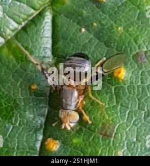 Spectacled Berry Fly (Anomoia purmunda Stock Photo - Alamy