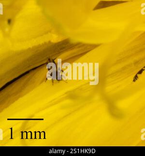 Common Thrips (Thripidae Stock Photo - Alamy