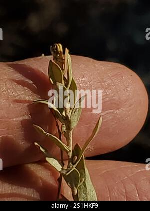 Marsh elders (Iva Stock Photo - Alamy