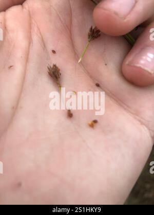 fascicled beaksedge (Rhynchospora fascicularis Stock Photo - Alamy