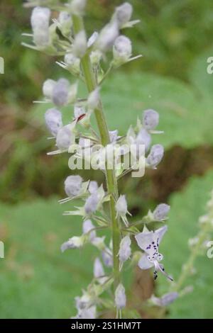 pink fly bush (Plectranthus fruticosus Stock Photo - Alamy
