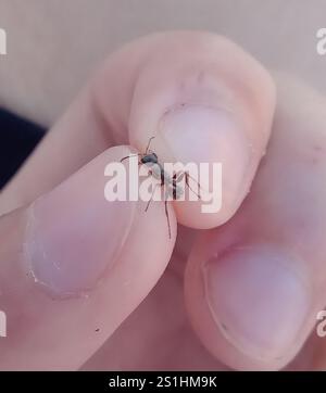 Gracilis-group Twig Ants (Pseudomyrmex gracilis Stock Photo - Alamy
