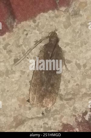 Kyoto Moth (Autosticha kyotensis Stock Photo - Alamy