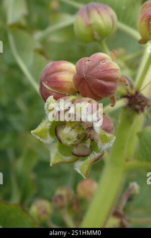 Milk Bush (Xysmalobium undulatum undulatum Stock Photo - Alamy