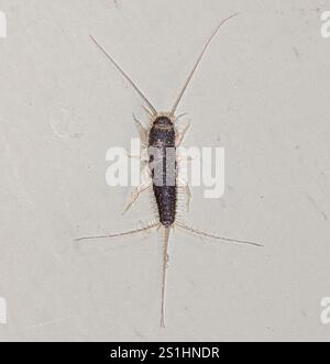 Long-tailed Silverfish (Ctenolepisma longicaudatum Stock Photo - Alamy