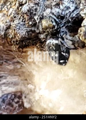 Boreal Tufted Jumping Spider (Phidippus borealis Stock Photo - Alamy