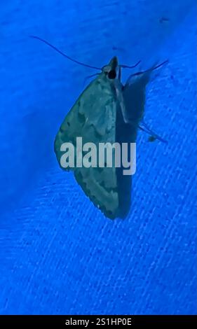 Garden Webworm Moth (Achyra rantalis Stock Photo - Alamy