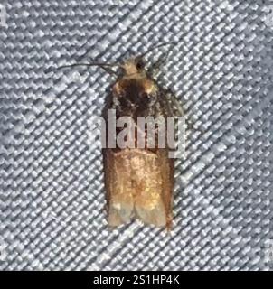 Two-toned Ancylis Moth (Ancylis divisana Stock Photo - Alamy