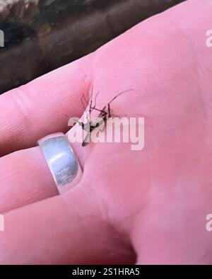 Gallinipper (Psorophora ciliata Stock Photo - Alamy