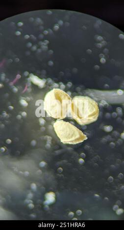 western quillwort (Isoetes occidentalis Stock Photo - Alamy