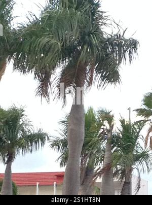 Cuban belly palm (Acrocomia crispa Stock Photo - Alamy