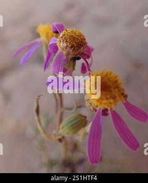 Sandveld Ragwort (Senecio arenarius Stock Photo - Alamy