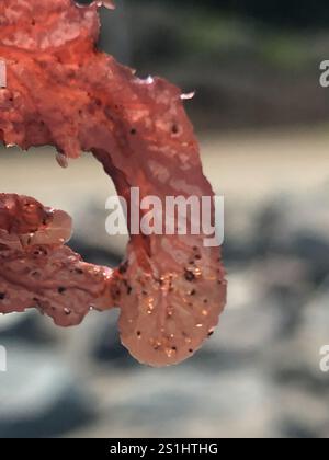 dasya family (Delesseriaceae Stock Photo - Alamy