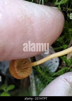 Moss Bell (Galerina hypnorum Stock Photo - Alamy