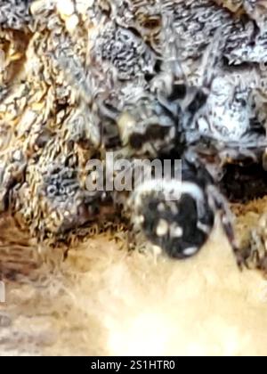 Boreal Tufted Jumping Spider (Phidippus borealis Stock Photo - Alamy