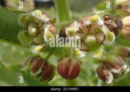 Milk Bush (Xysmalobium undulatum undulatum Stock Photo - Alamy