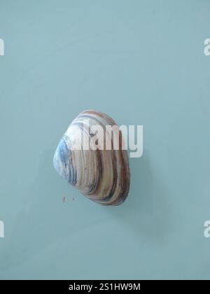 Cut Trough Shell (Spisula subtruncata) Mollusca Stock Photo - Alamy