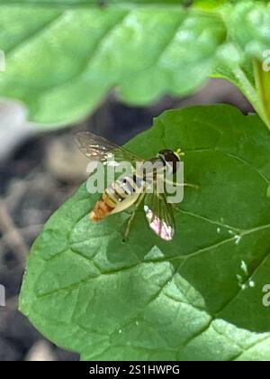 Maize Calligrapher (Toxomerus politus Stock Photo - Alamy