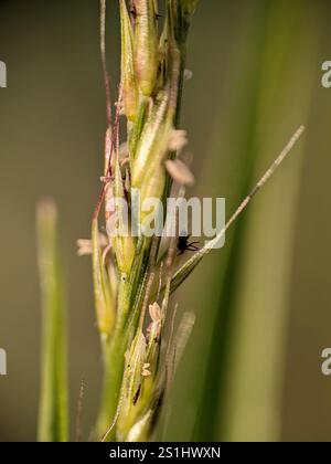 nimblewill (Muhlenbergia schreberi Stock Photo - Alamy