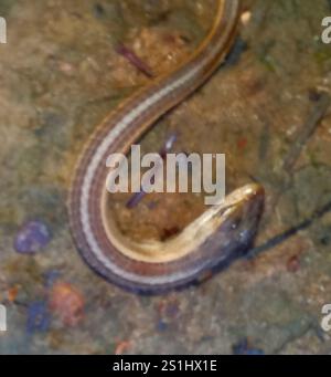 Cape Snake Lizard (Chamaesaura anguina Stock Photo - Alamy