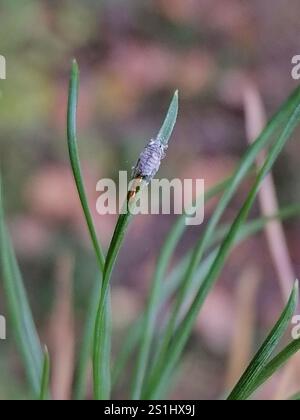 Giant Conifer Aphids (Cinara Stock Photo - Alamy
