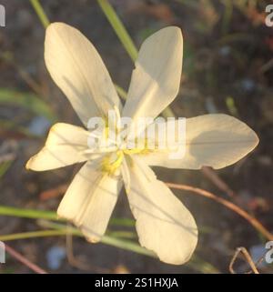 Two-leaved Cape tulip (Moraea miniata Stock Photo - Alamy