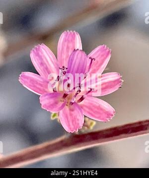 Santa Barbara Wirelettuce (Stephanomeria elata Stock Photo - Alamy