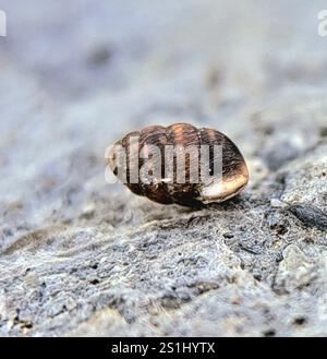 Moss Chrysalis-snail (Pupilla muscorum) Mollusca Stock Photo - Alamy