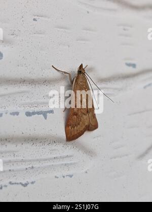 Garden Webworm Moth (Achyra rantalis Stock Photo - Alamy