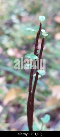 Huckleberry Broom Rust Fungus (Calyptospora columnaris Stock Photo - Alamy