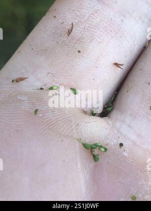 Long-beaked Bald-rush (Rhynchospora scirpoides Stock Photo - Alamy