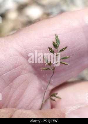 Canada bluegrass (Poa compressa Stock Photo - Alamy