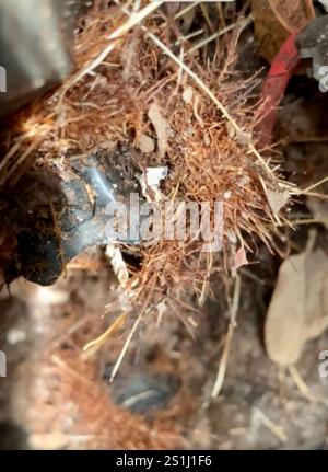 Red Beard Lichen (Usnea rubicunda Stock Photo - Alamy