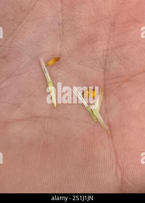 Bloomer's goldenbush (Ericameria bloomeri Stock Photo - Alamy