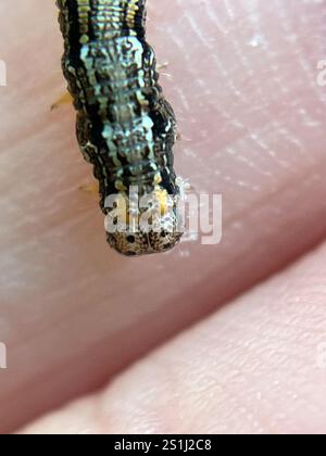 Chain-dotted Geometer (Cingilia catenaria Stock Photo - Alamy