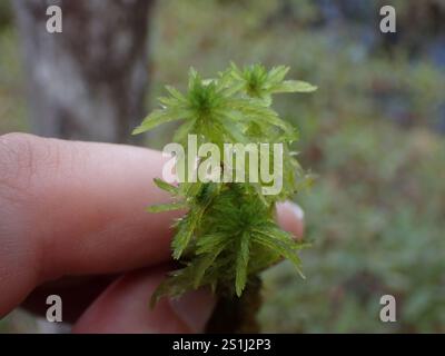 Papillose Peatmoss (Sphagnum papillosum Stock Photo - Alamy