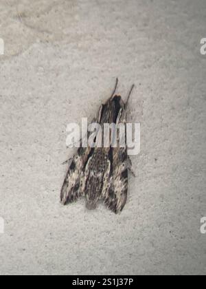 Obscure Sphinx (Erinnyis obscura Stock Photo - Alamy