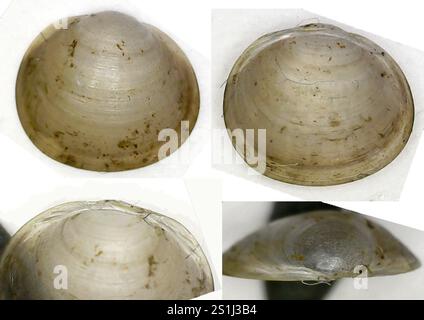 European Fingernail Clam (Sphaerium corneum) Mollusca Stock Photo - Alamy