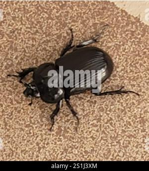 Triceratops Beetle (Phileurus truncatus Stock Photo - Alamy