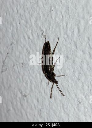 Punctate Synchronized Bark Beetle (Synchroa punctata Stock Photo - Alamy