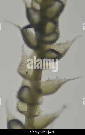 Siberian Myurella Moss (Myurella sibirica Stock Photo - Alamy